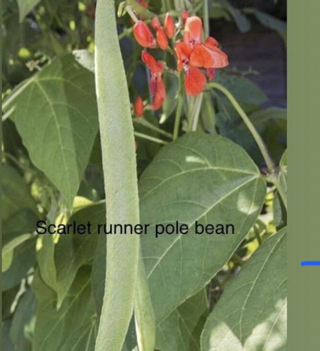 Scarlet Runner Bean - Heirloom Bean Seeds Co