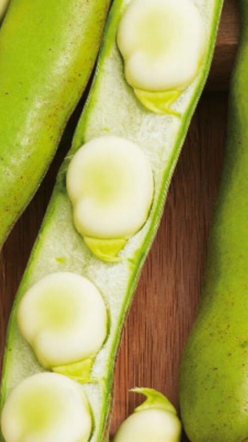 Fava Witkiem - Heirloom Bean Seeds Co