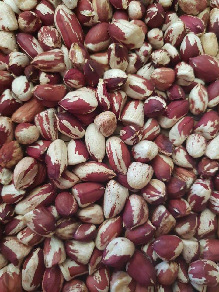 Malawi striped - Heirloom Bean Seeds Co