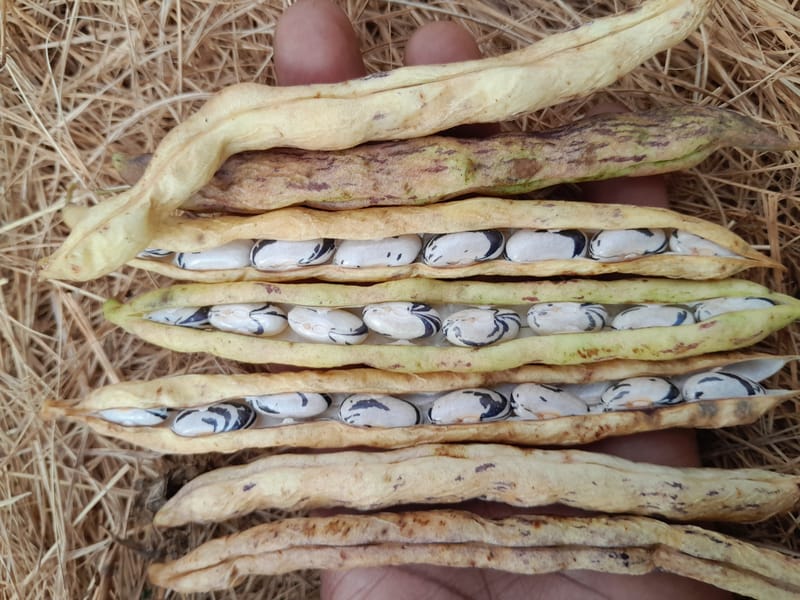 Molly 's zebra - Heirloom Bean Seeds Co