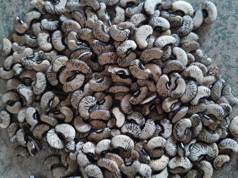 Zebra Lima Bean - Heirloom Bean Seeds Co