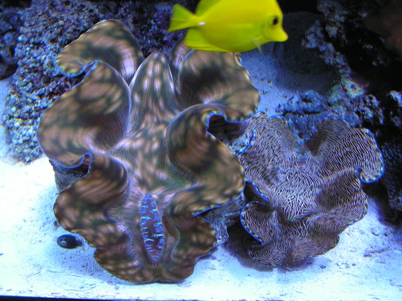 Yellow Tang and Pair of Derasa Clams - Clark's Aquarium Service