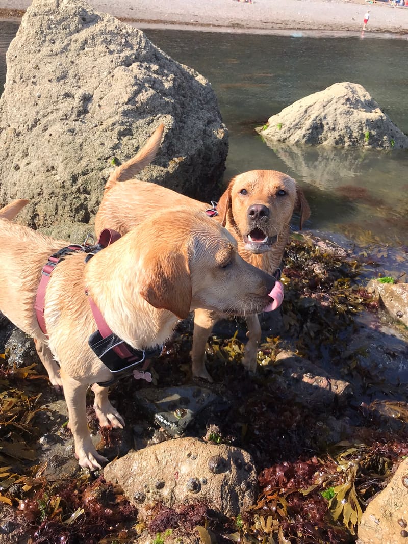 Leaps and Bounds - Leaps and Bounds is a Torbay based dog walking and private house sitting ...