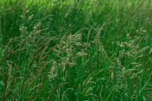 Pasto ovillo porto - Ground