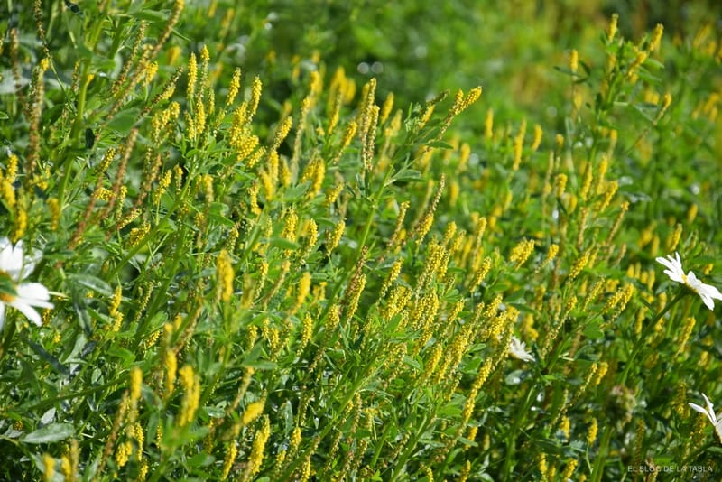 Melilotus (Melilotus officinalis / M. albus) - Ground