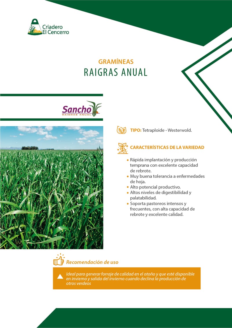 RAIGRAS ANUAL SANCHO - Ground