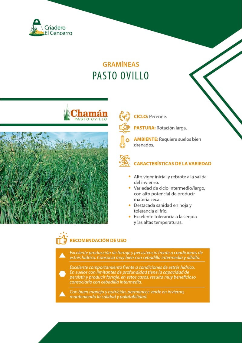 PASTO OVILLO CHAMÁN - Ground