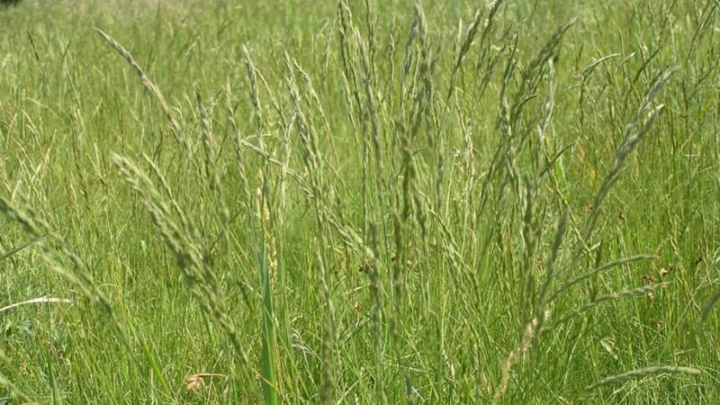 FESTUCA ALTA GRAND PRIX - Ground