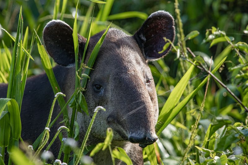 Corcovado National Park - Casa Selvatica, CR