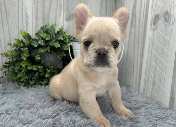 Mike - FLOWER GARDEN PUPPIES