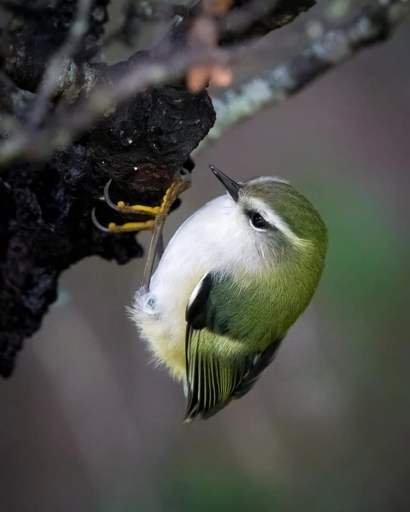 Titipounamu (Rifleman) - Gallery image 310 of 357 - Wild Waikawa