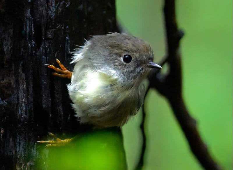 Riroriro (Grey Warbler) - Wild Waikawa