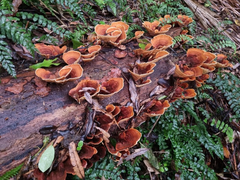 Harore - Giant Flamecap - Wild Waikawa