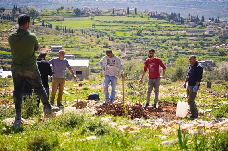 Trees For Palestine - Trees for Palestine